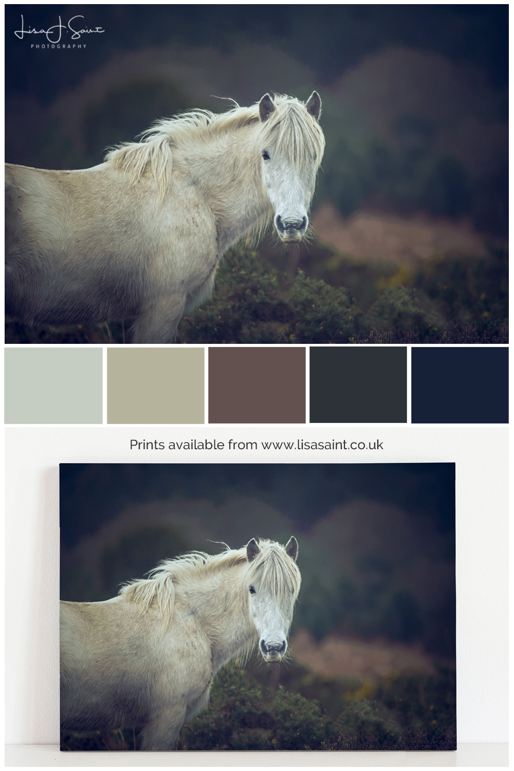 Callie – Lisa Saint Photography